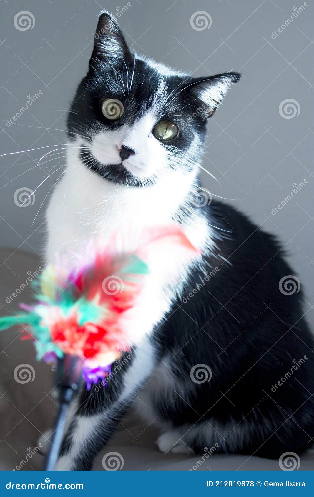 Black and White Cat Playing with Colored Cat Duster Stock Photo - Image ...