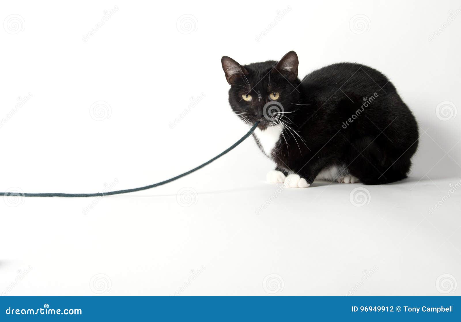 Black and White Cat Playing with String Stock Photo - Image of animal ...