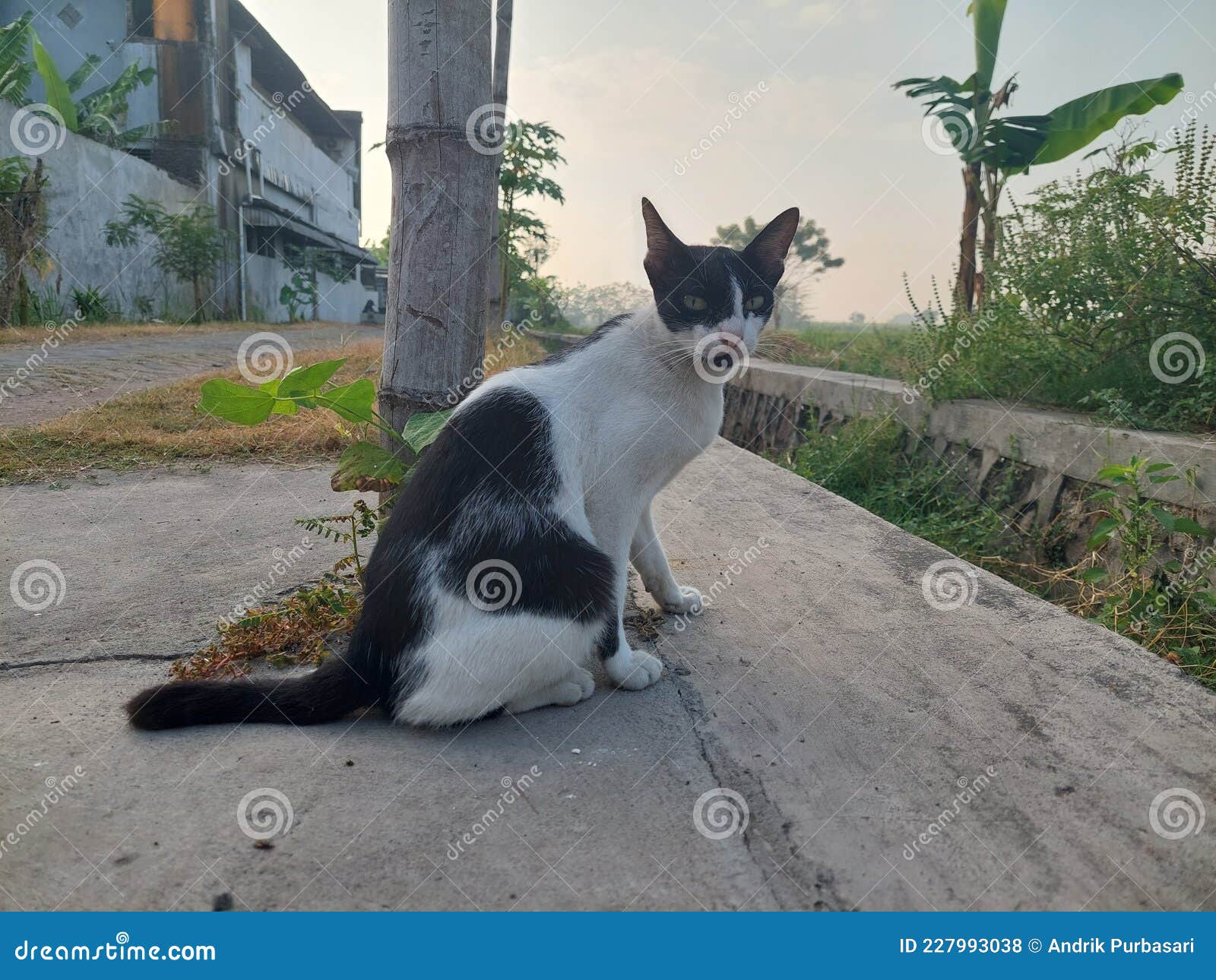 The Black White Cat that is Ready To Run is Scared when it Sees Someone ...