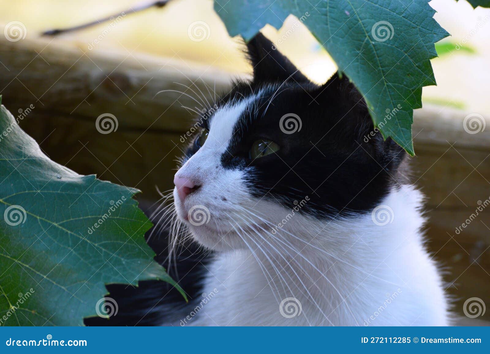 Black and White Cat Resting in the Shade Stock Image - Image of shade ...