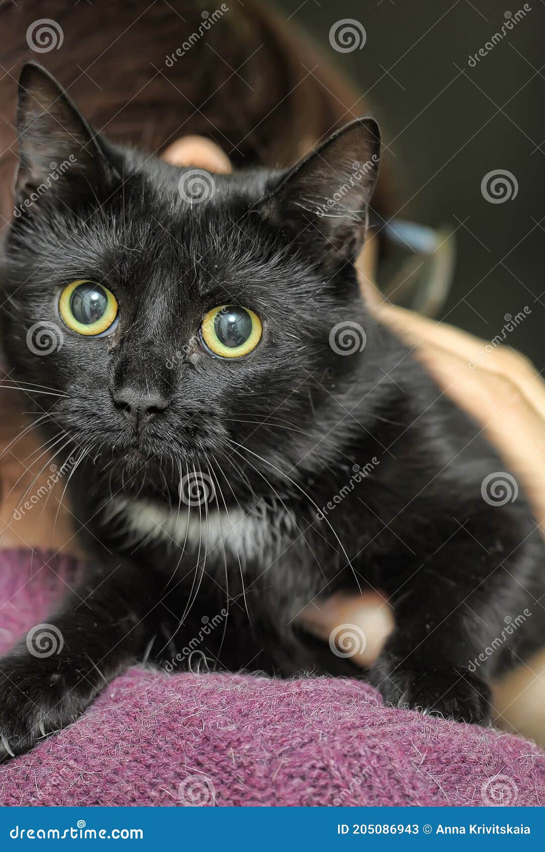 Black and White Cat with a Scared Look of Eyes Stock Image - Image of ...