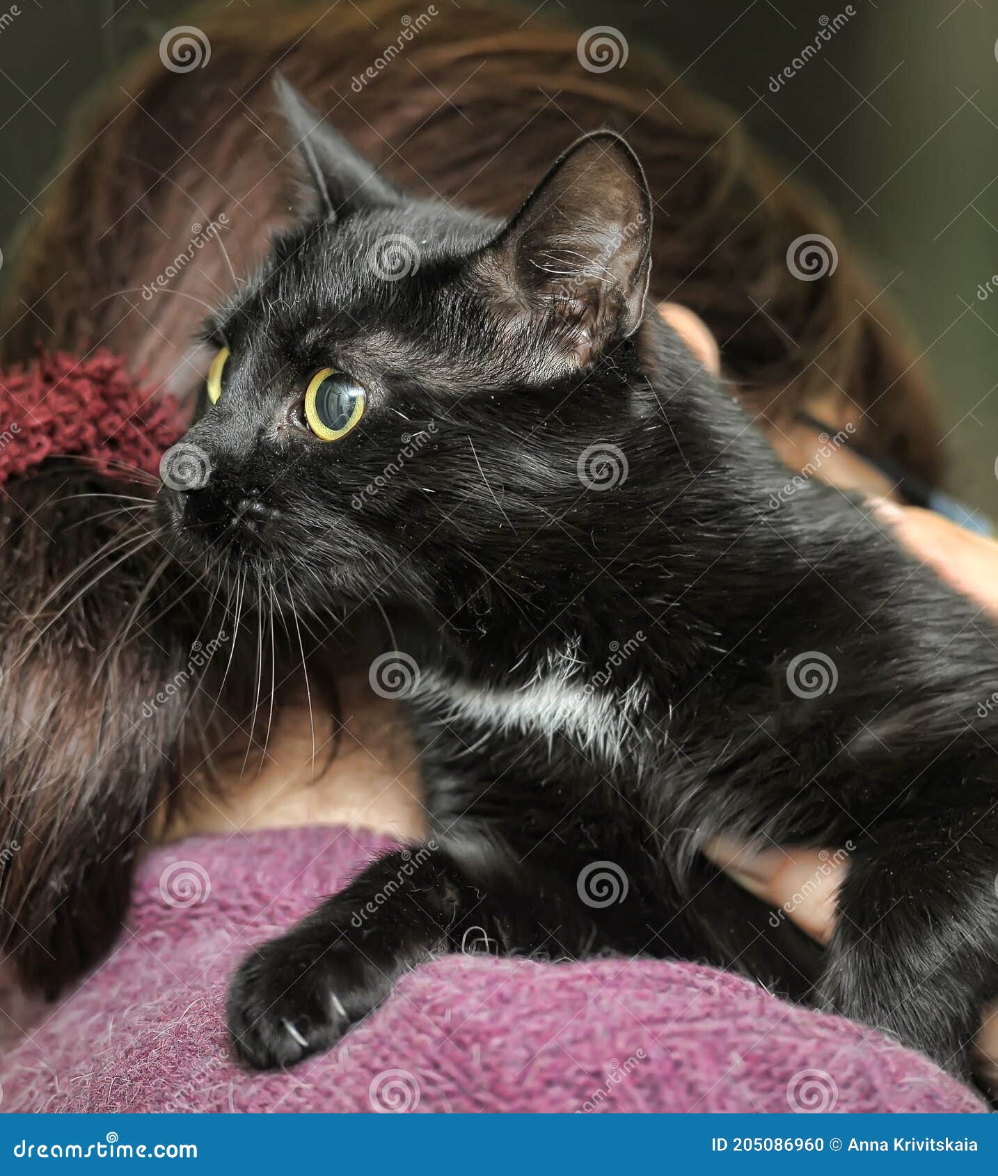Black and White Cat with a Scared Look of Eyes Stock Photo - Image of ...