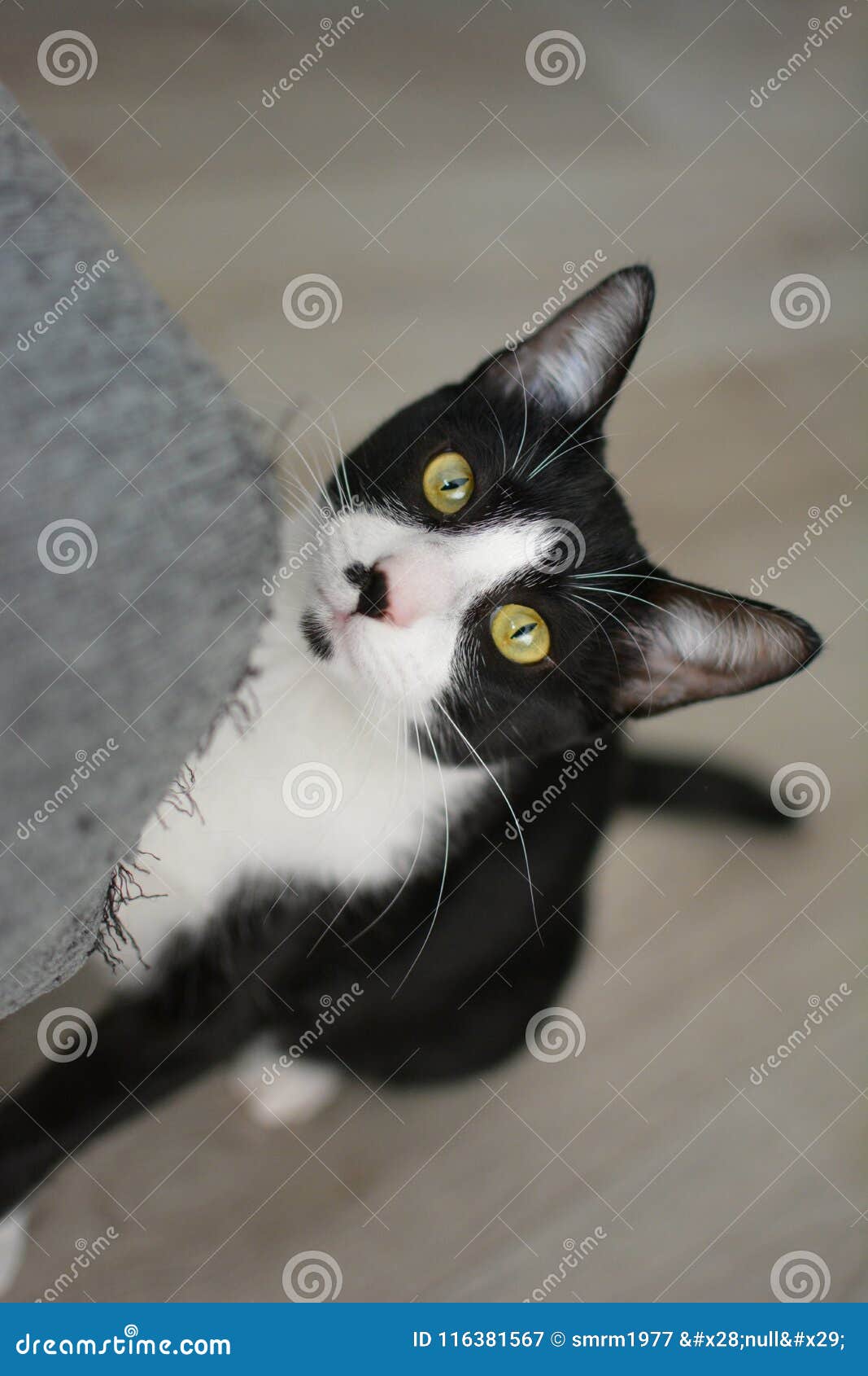 BLACK CAT SCRATCHING a GREY SOFA Stock Image - Image of look, yellow ...