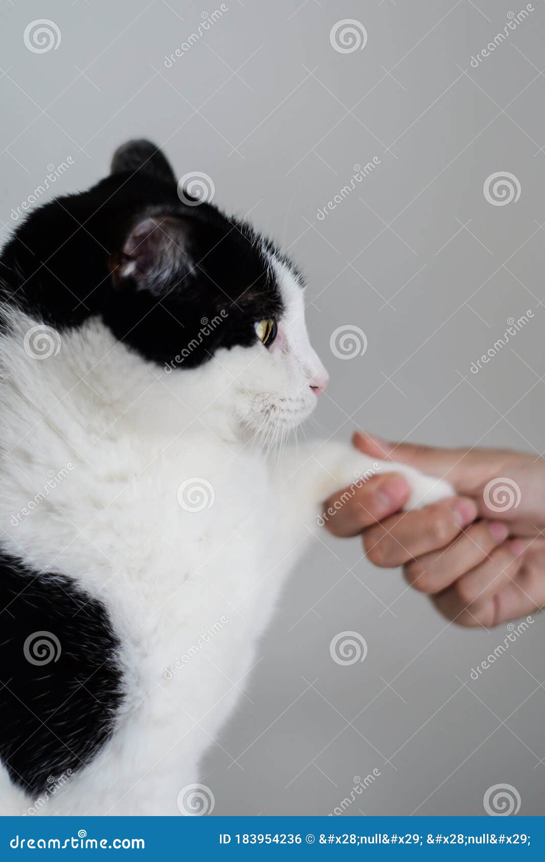 Black White Cat Shake Hand with People Stock Photo - Image of kitty ...
