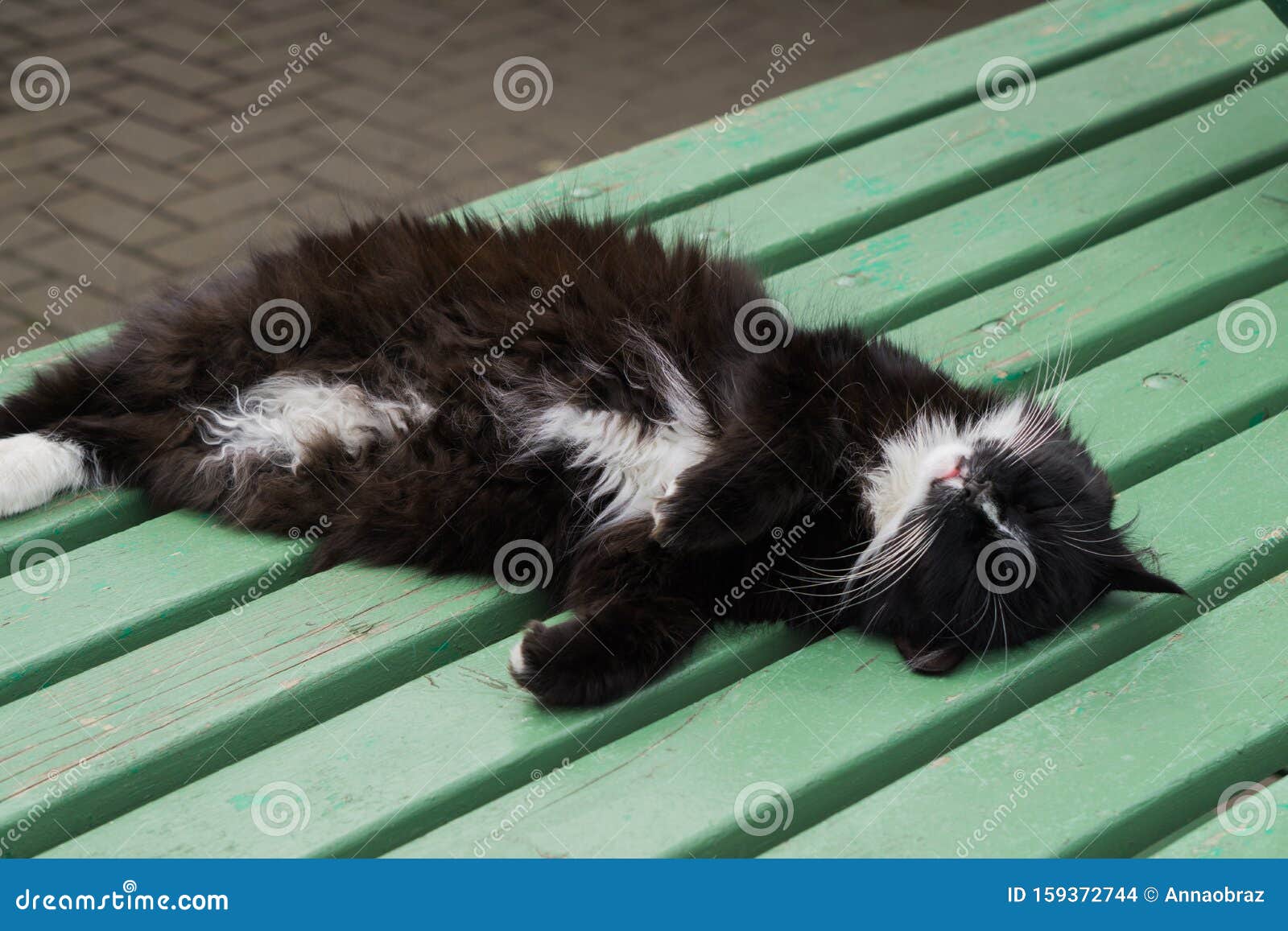 Black-white Cat Sleeps on a Park Bench Stock Photo - Image of evening ...