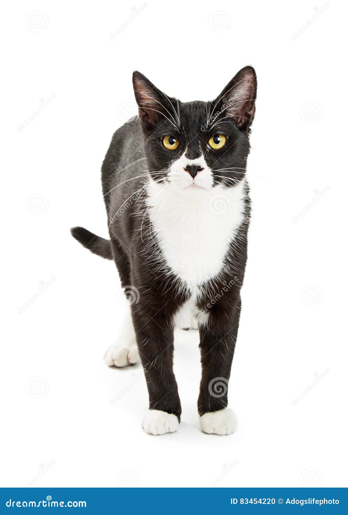 Black and White Cat Standing Center Stock Photo - Image of length ...