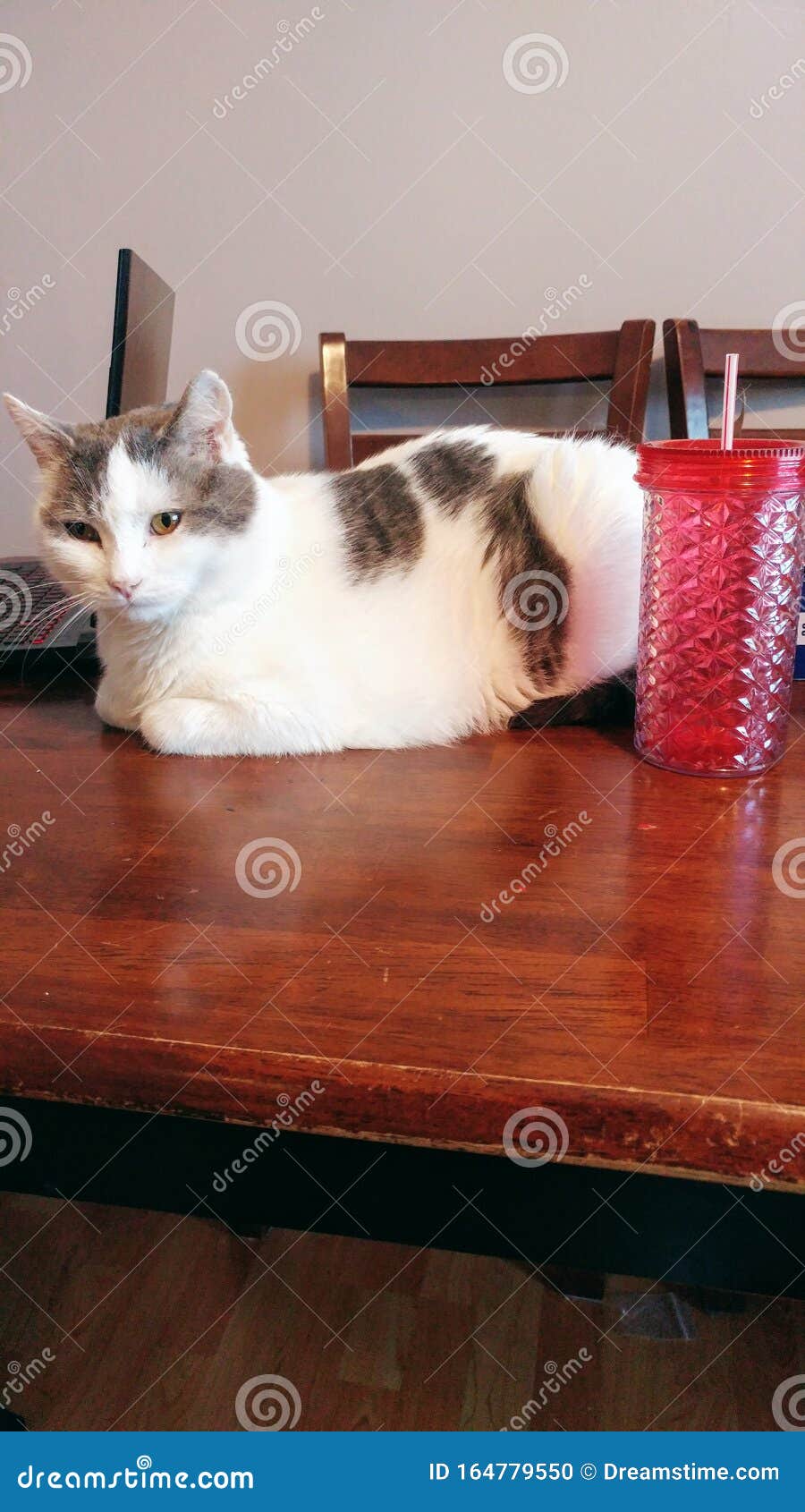 Black and White Cat on Table with Cup Stock Photo - Image of kitty ...