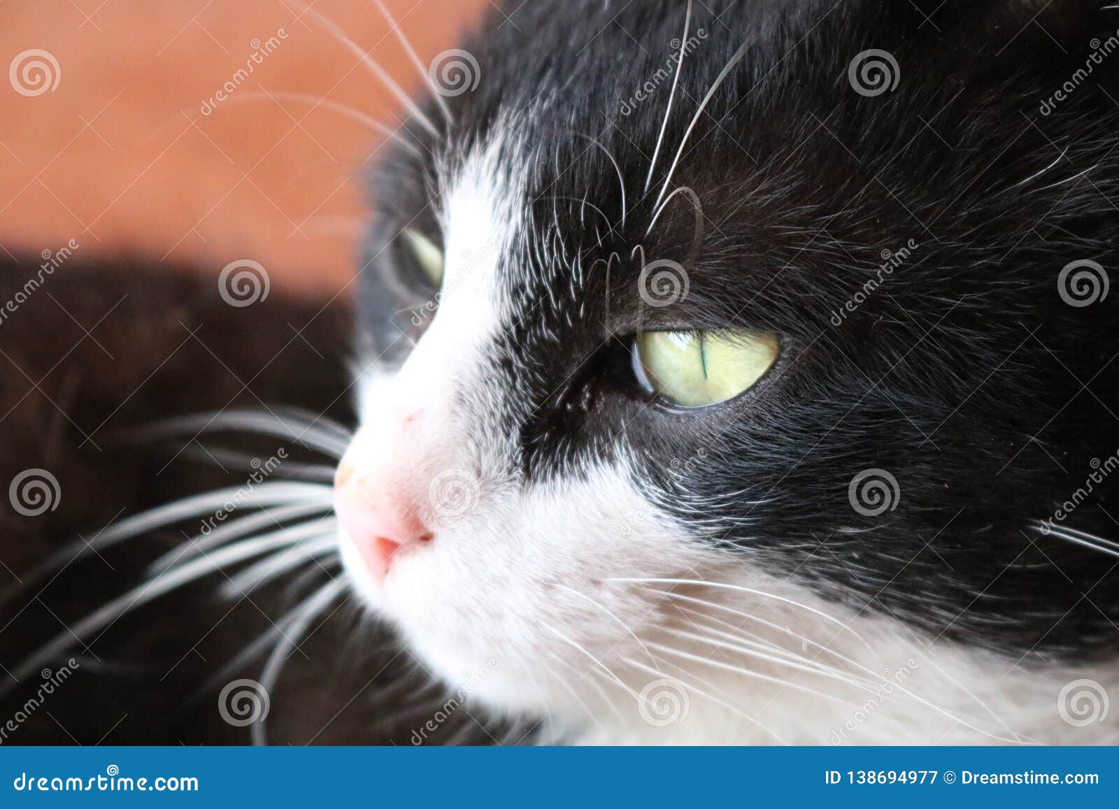 Black and White Cat Thinking Deeply Stock Image - Image of beautiful ...
