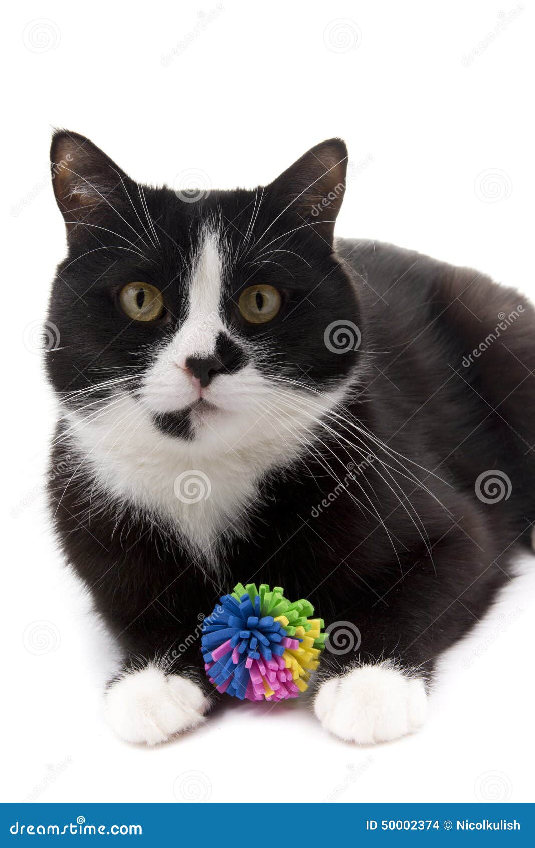 Black And White Cat With A Toy Stock Photo - Image of studio, isolated ...