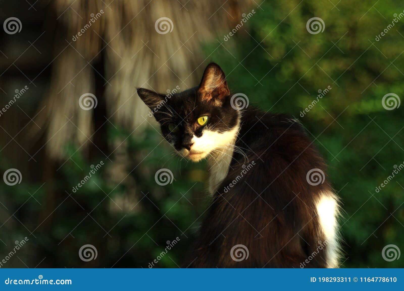 A Black and White Cat Was Looking Over Its Shoulder Stock Image - Image ...