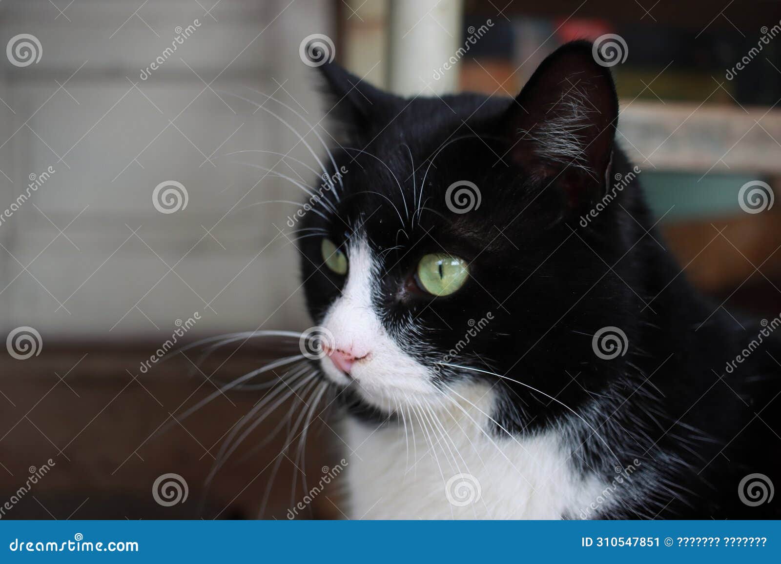 Black and White Cat. Whale of Mixed Breed, Nature Stock Image - Image ...