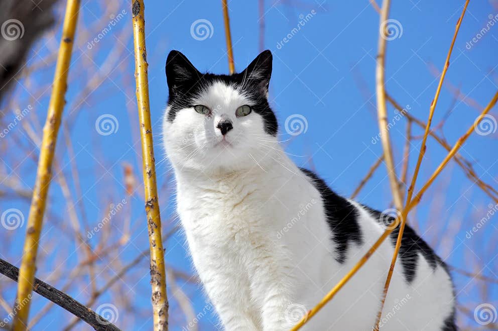 Black and White Cat in Willow Tree Stock Image - Image of standing ...