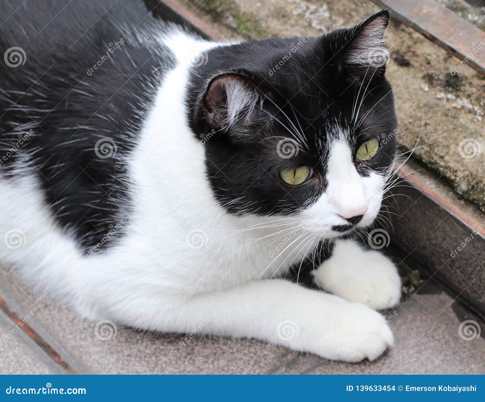 The black and white cat stock photo. Image of outdoors - 139633454