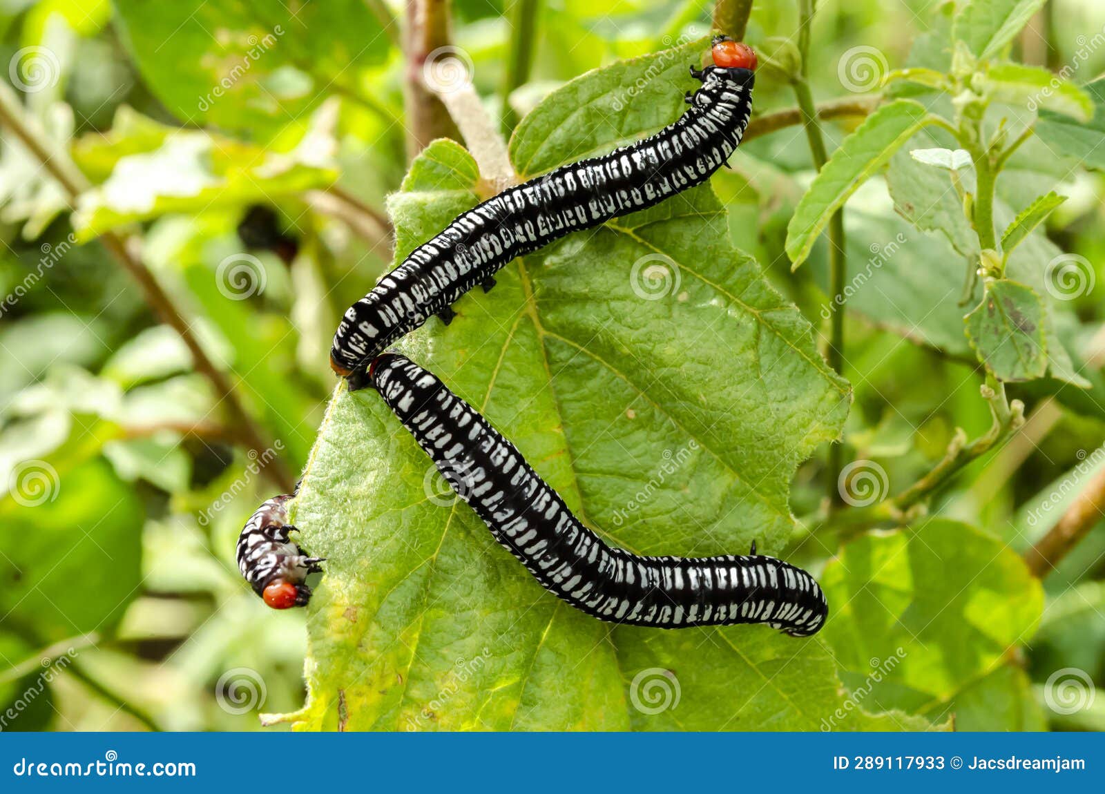 Black and White Caterpillar Stock Image - Image of hexapoda, noctuidae ...