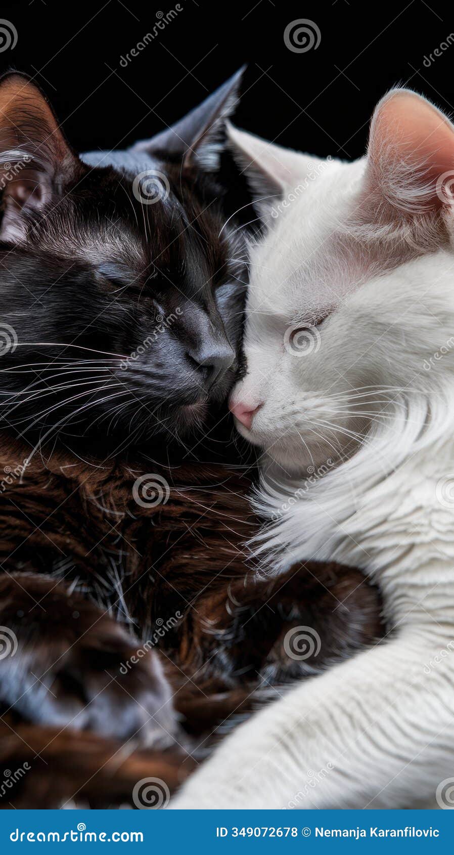 Black and White Cats Sleeping Together in a Close Embrace Stock ...