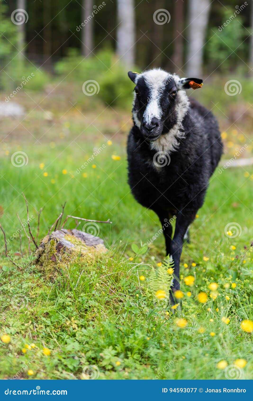 A Black and White Cheep at a Farm Stock Image - Image of animal, nature ...