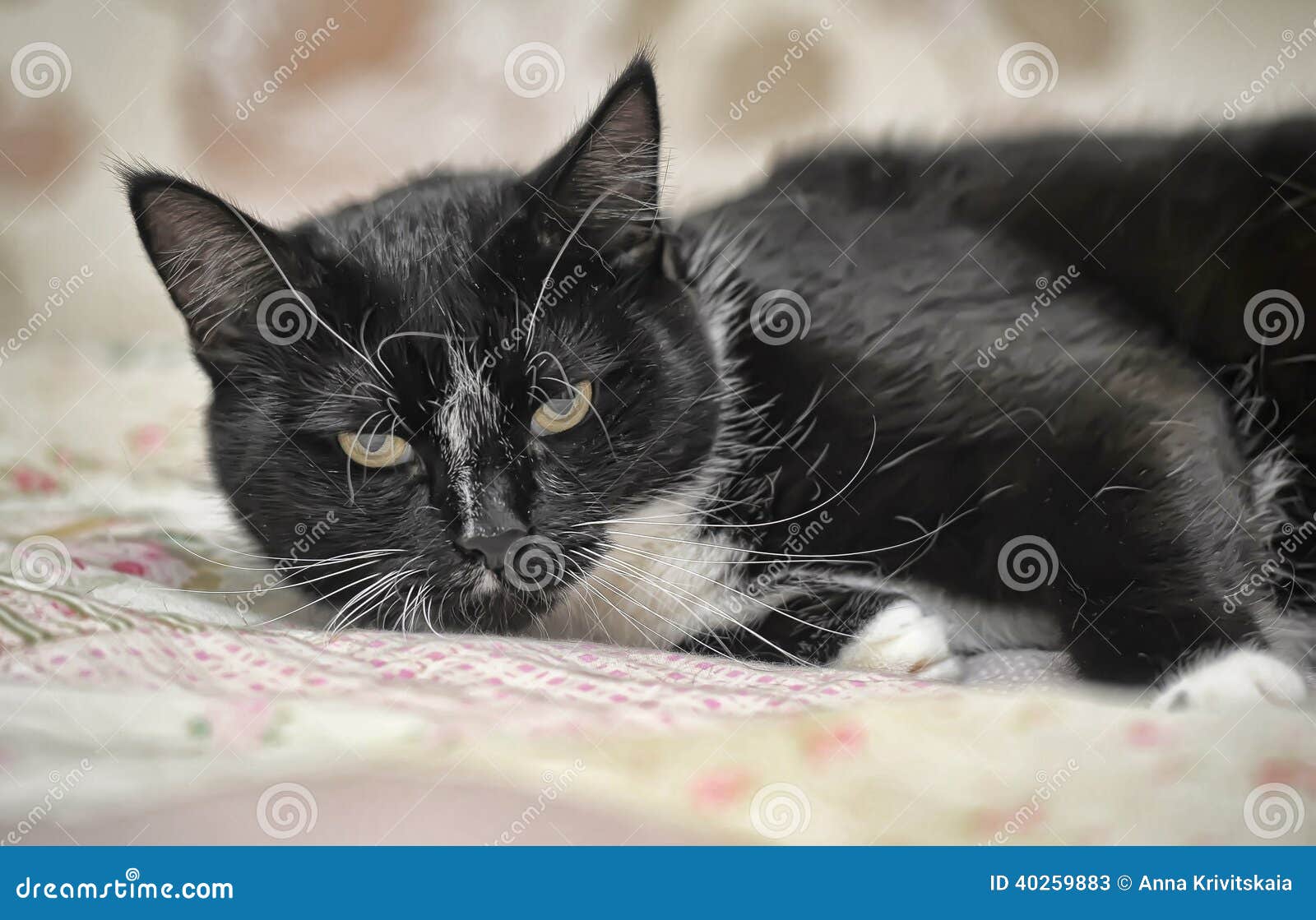 Black with a White Chest Cat Stock Image - Image of alert, childhood ...