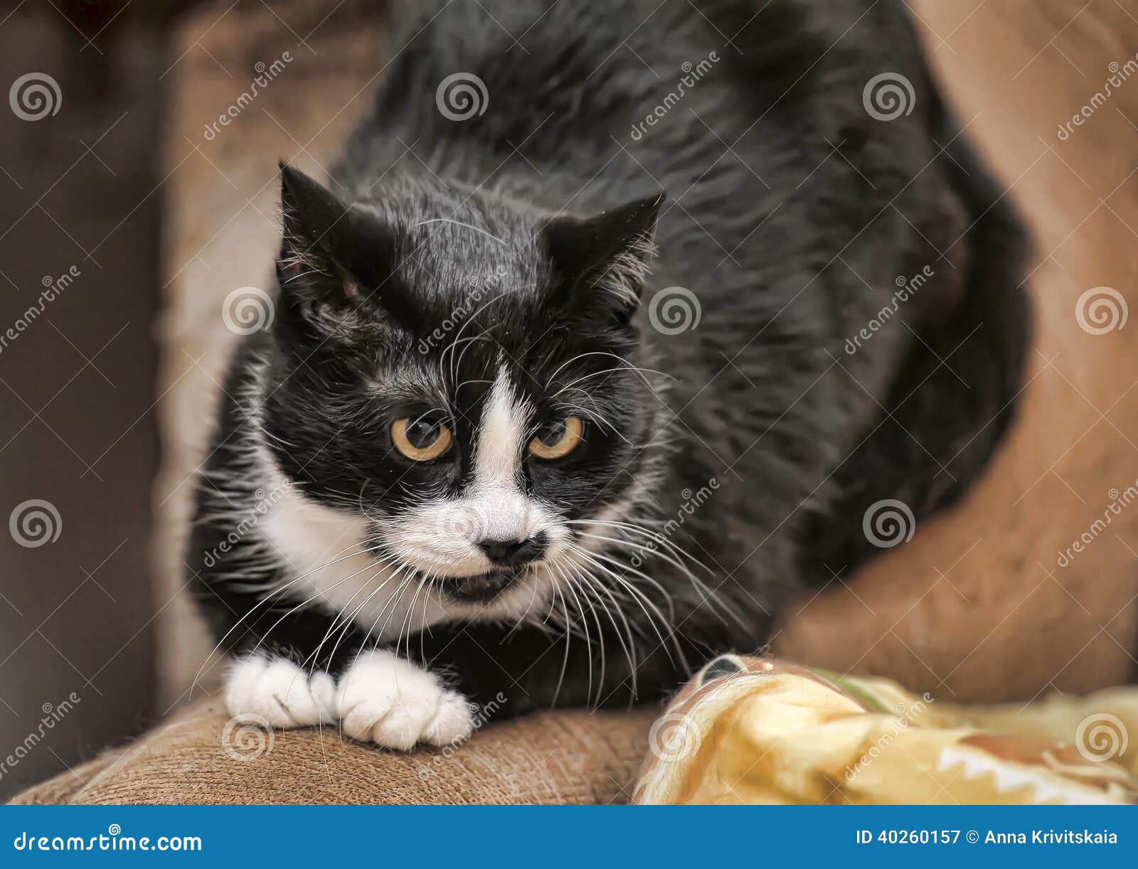 Black with a White Chest Cat Stock Image - Image of face, animals: 40260157