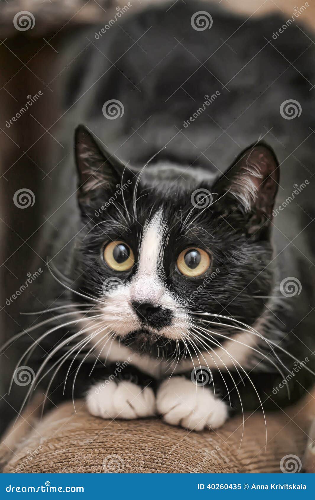 Black with a White Chest Cat Stock Image - Image of face, hair: 40260435