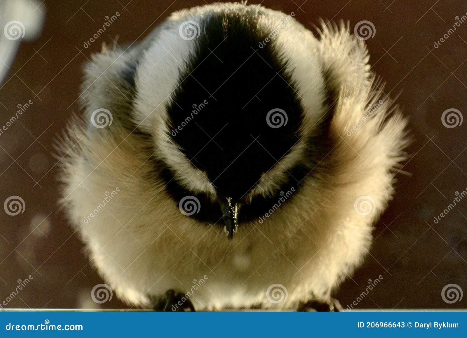 A Chickadee Shows Fluffed Feathers in a Strong Wind. Stock Image ...