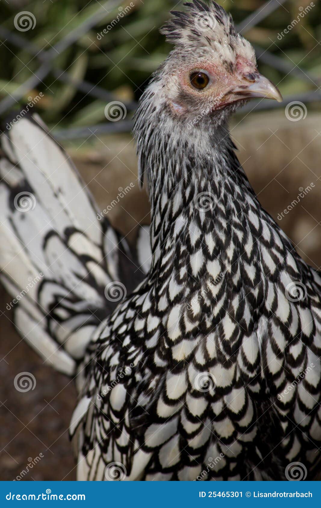 Black and White chicken stock image. Image of feather - 25465301