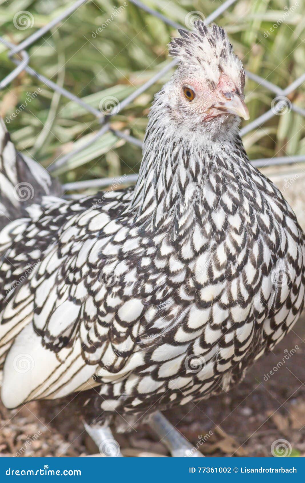 Black and white chicken stock photo. Image of farm, detail - 77361002