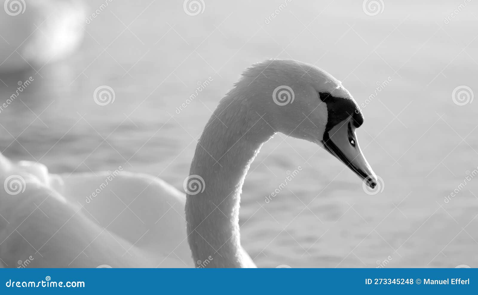 Black and White Close Up of Swan Side Profile Stock Photo - Image of ...