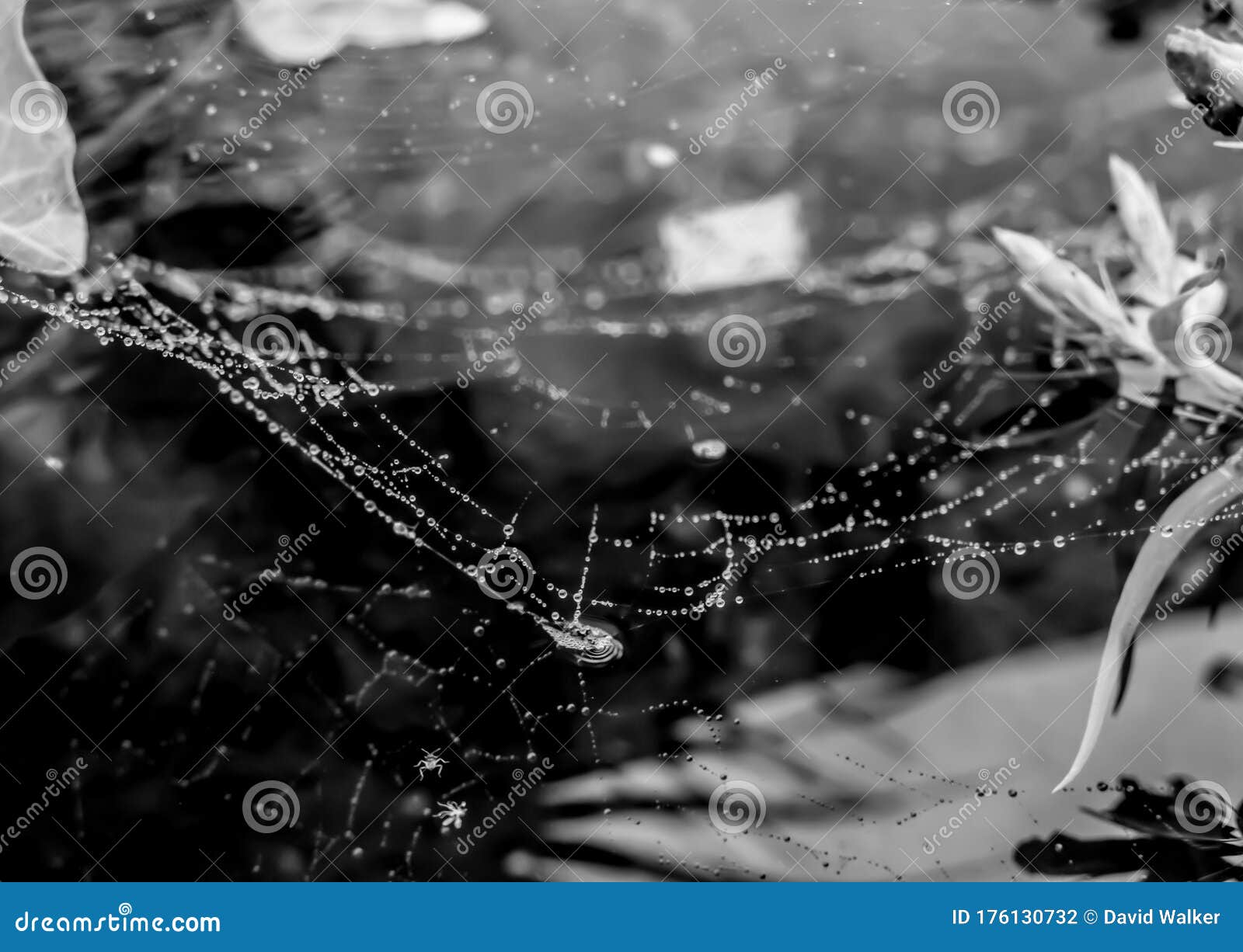 Wet spiderweb close up stock photo. Image of waterdrops - 176130732
