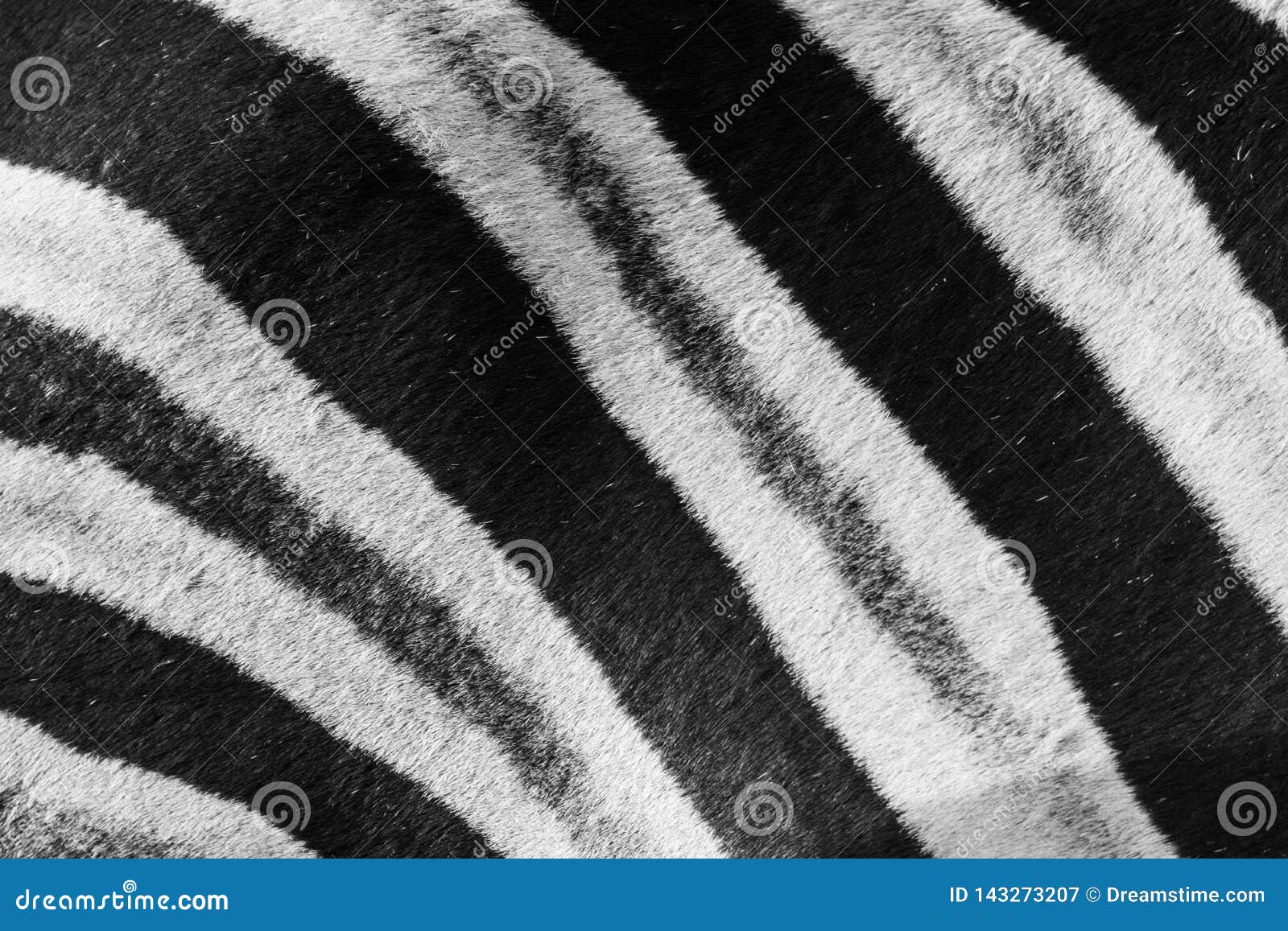 Close Up of Zebra Coat Pattern Stock Image - Image of wildlife, shadow ...