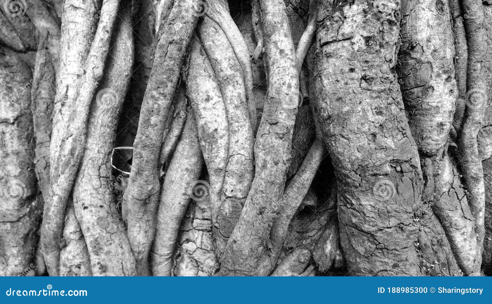 Black and White Close Up of Tree Trunk Roots with Carvings Stock Photo ...