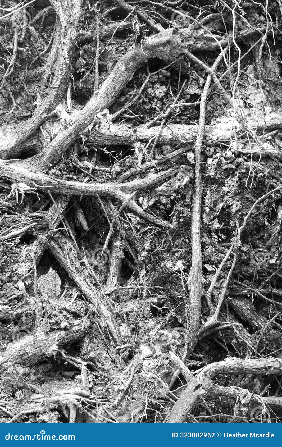 Abstract Close Up of Conflicted Matted Jumble of Tree Roots Amid Soil ...