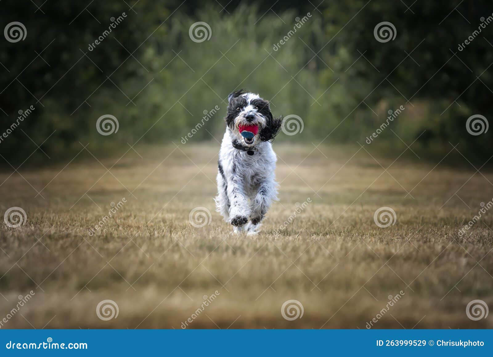 Black and White Cockapoo with a Ball Running Towards the Camera Stock ...