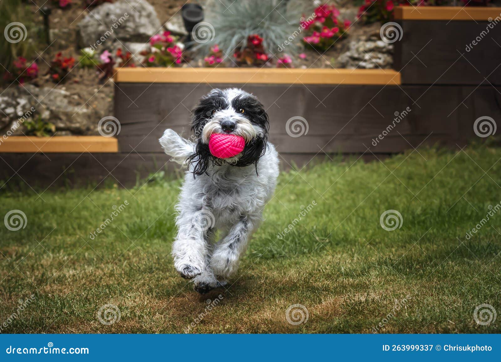 Black and White Cockapoo with a Ball Running Towards the Camera Stock ...