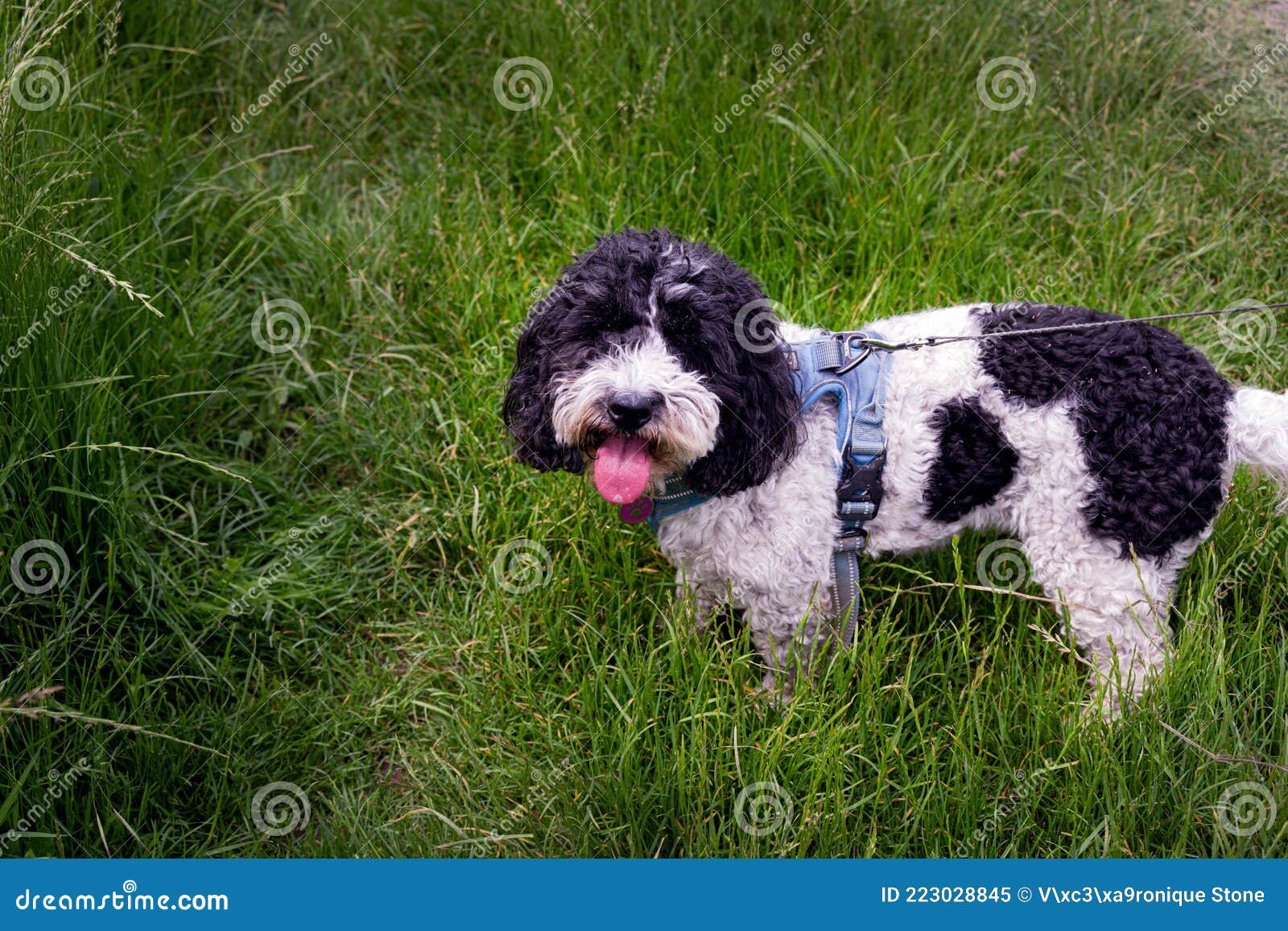 Black and White Cockapoo in a Field Stock Image - Image of canis ...
