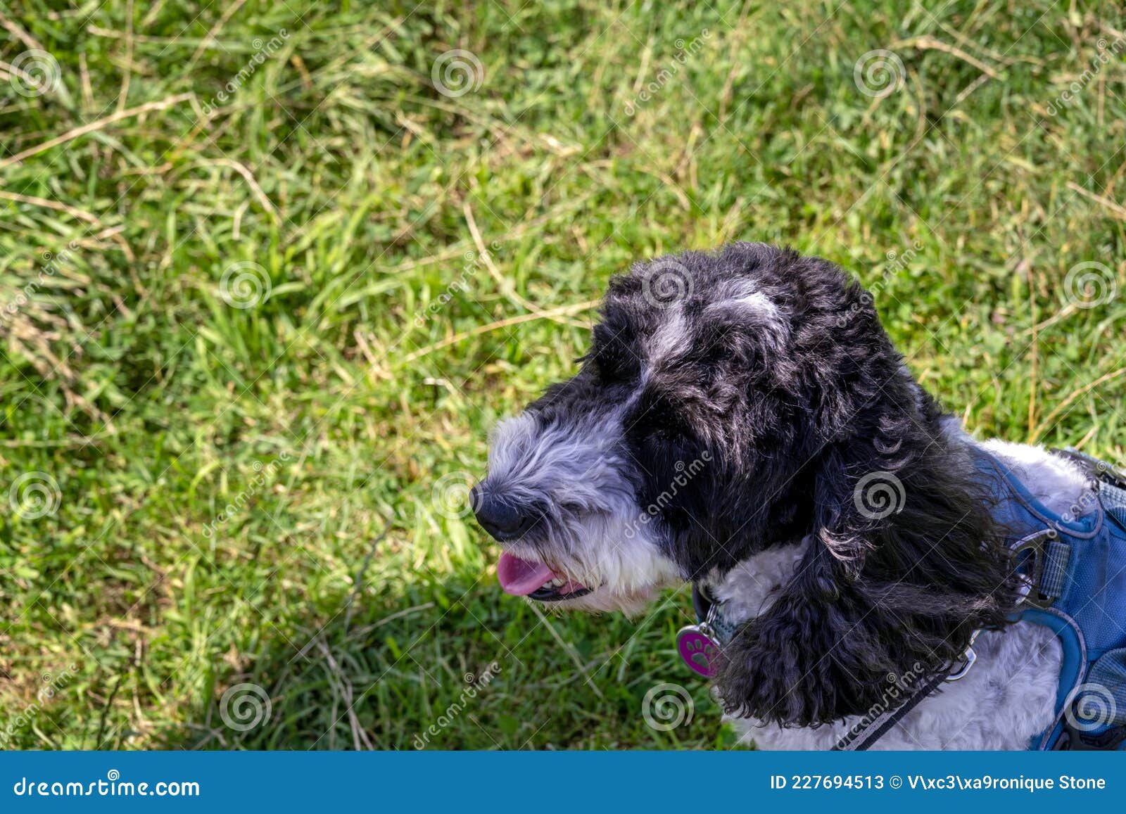 Cockapoo in a Field in Summer Stock Image - Image of carnivore ...