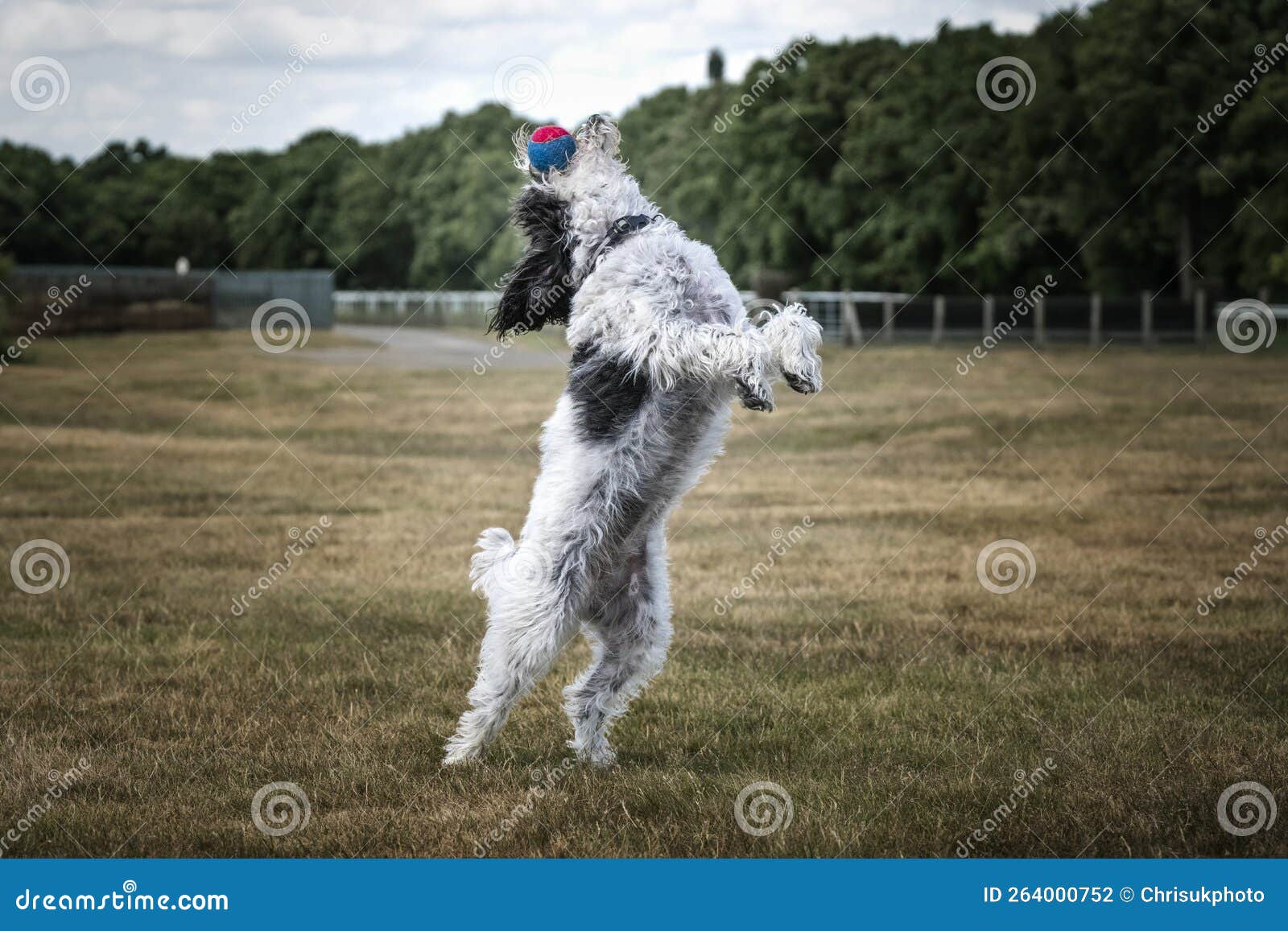 Black and White Cockapoo Jumping with Her Ball Stock Photo - Image of ...