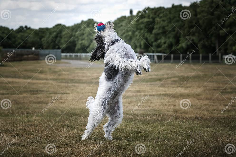 Black and White Cockapoo Jumping with Her Ball Stock Photo - Image of ...
