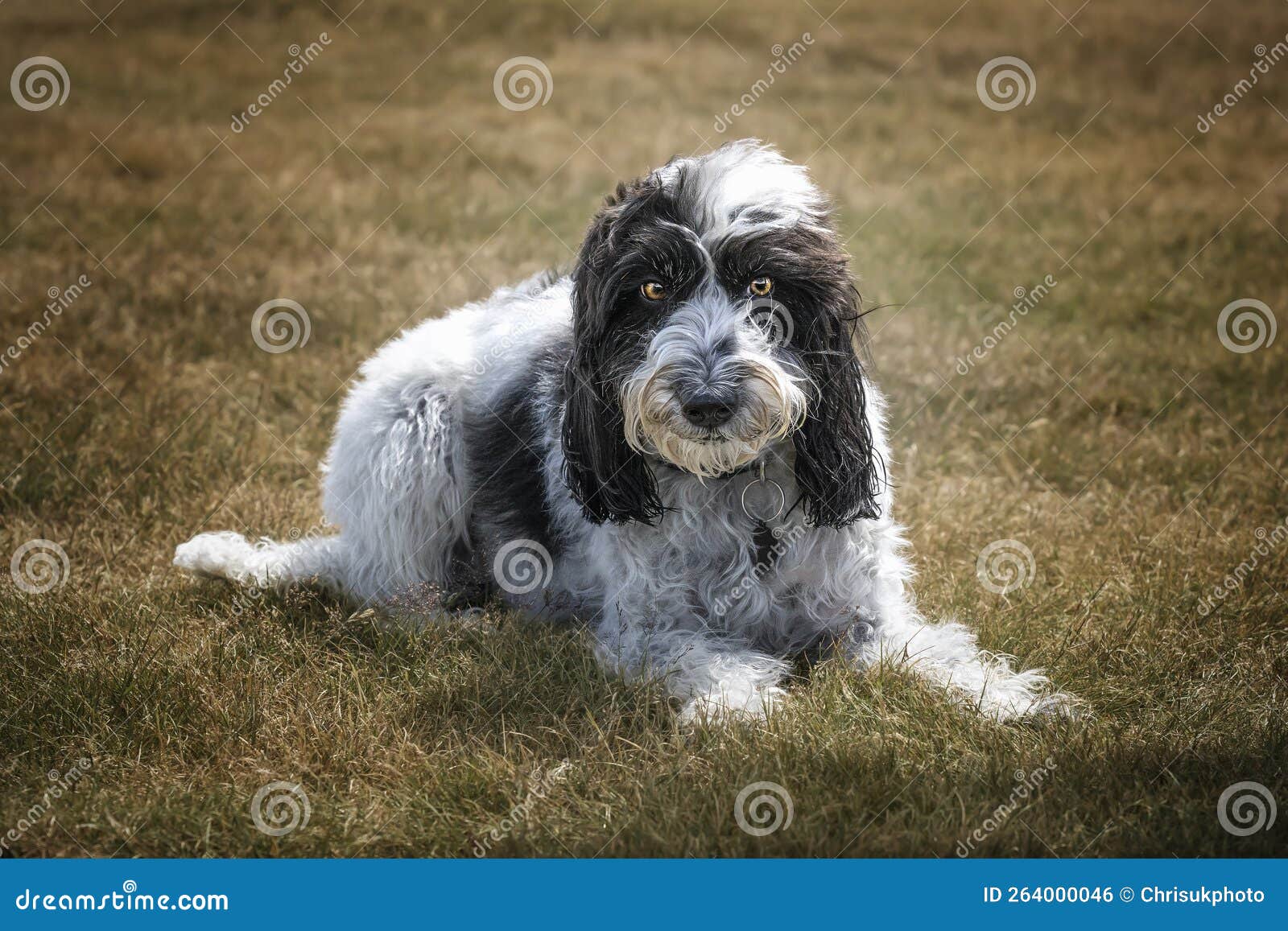 Black and White Cockapoo Laying Down in a Field Stock Photo - Image of ...