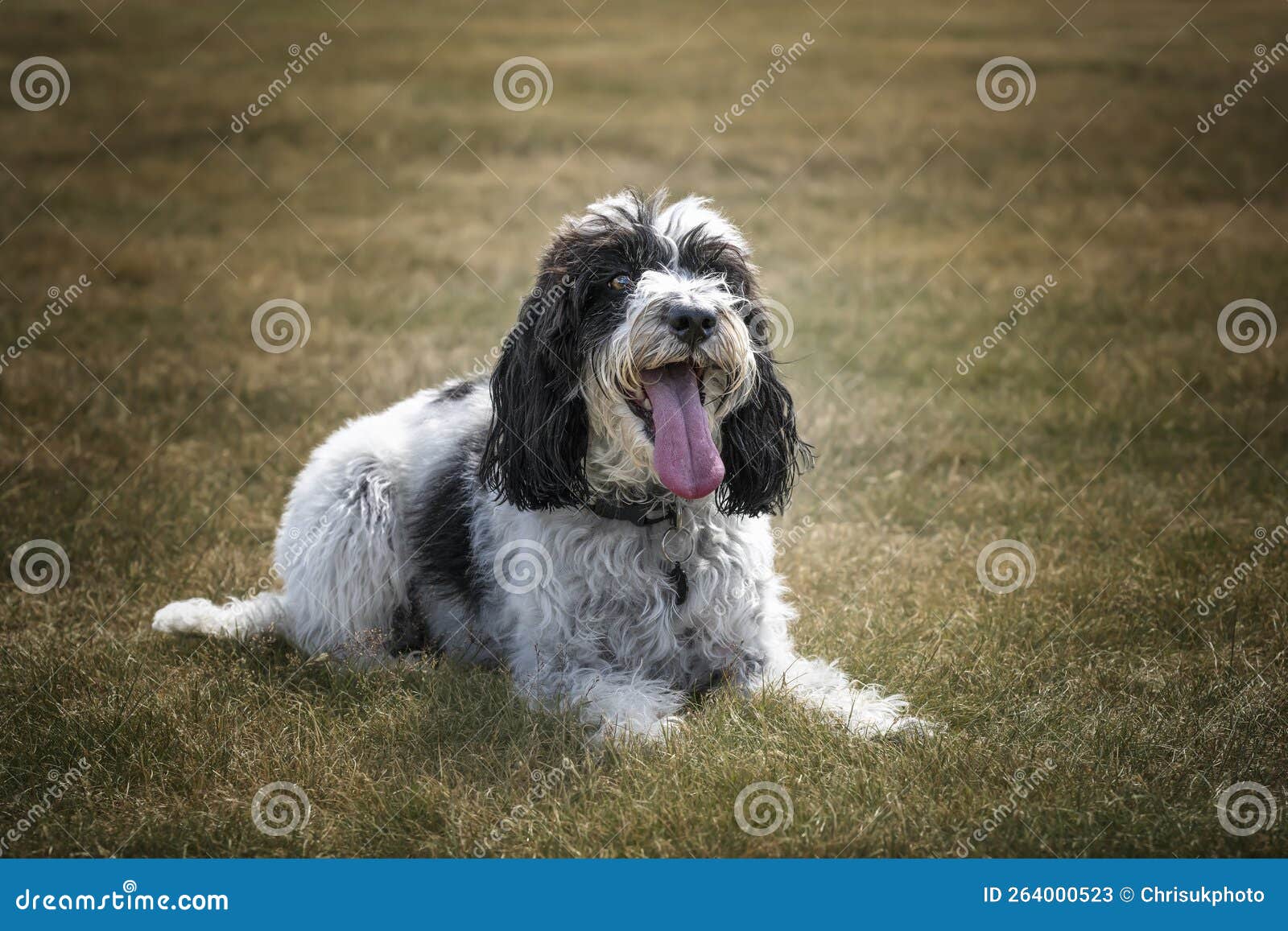 Black and White Cockapoo Laying Down in a Field Stock Image - Image of ...