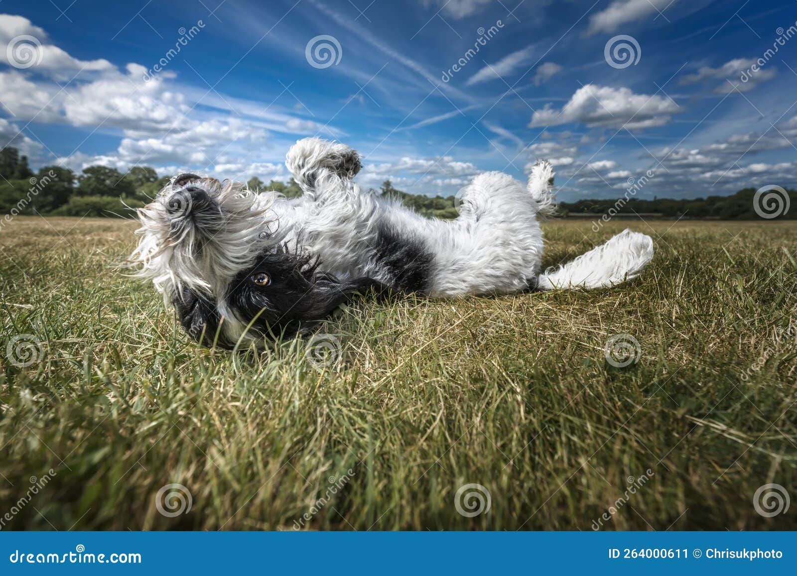 Black and White Cockapoo Laying on Her Back in a Field Stock Image ...