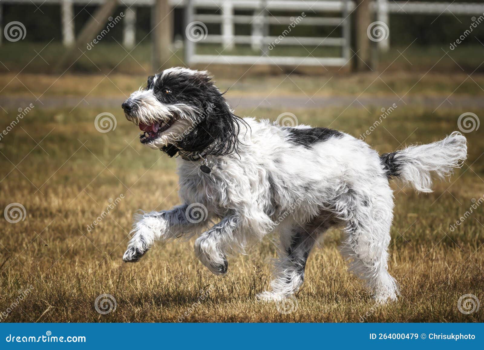 Cockapoo Dog Running Through Sea At Cornish Beach Royalty-Free Stock ...
