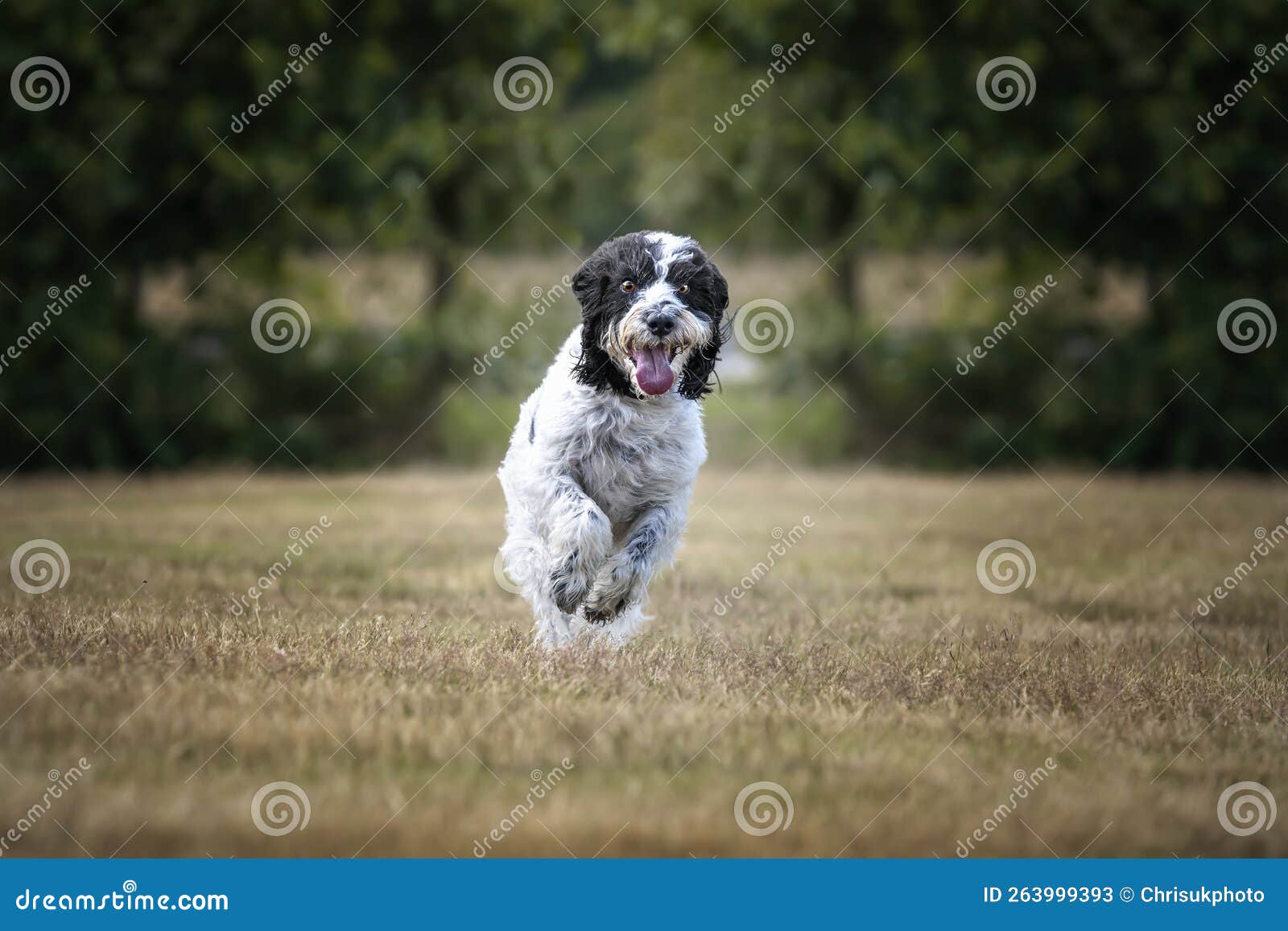 Cockapoo Dog Running Through Sea At Cornish Beach Royalty-Free Stock ...