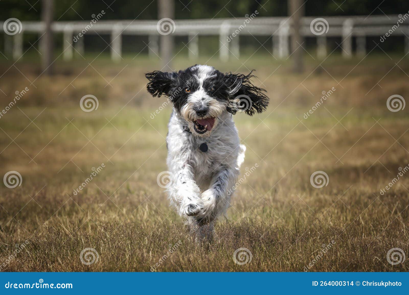 Cockapoo Dog Running Through Sea At Cornish Beach Royalty-Free Stock ...