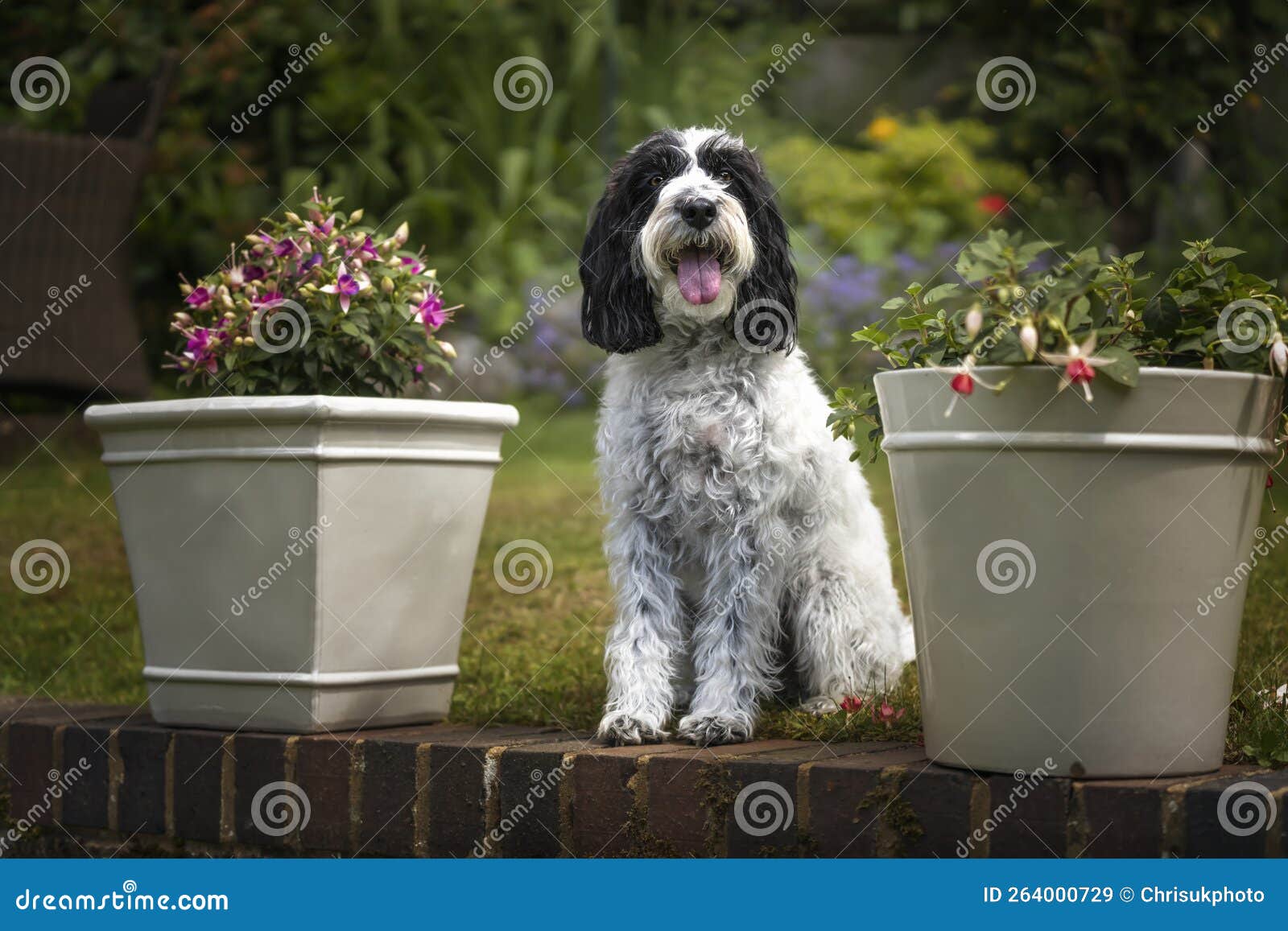 Black and White Cockapoo Sitting Down in Her Garden Stock Image - Image ...