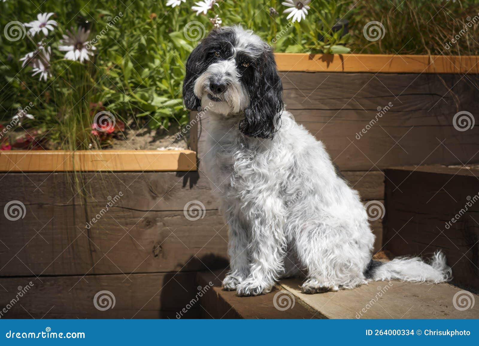 Black and White Cockapoo Sitting Down in Her Garden with a Head Tilt ...