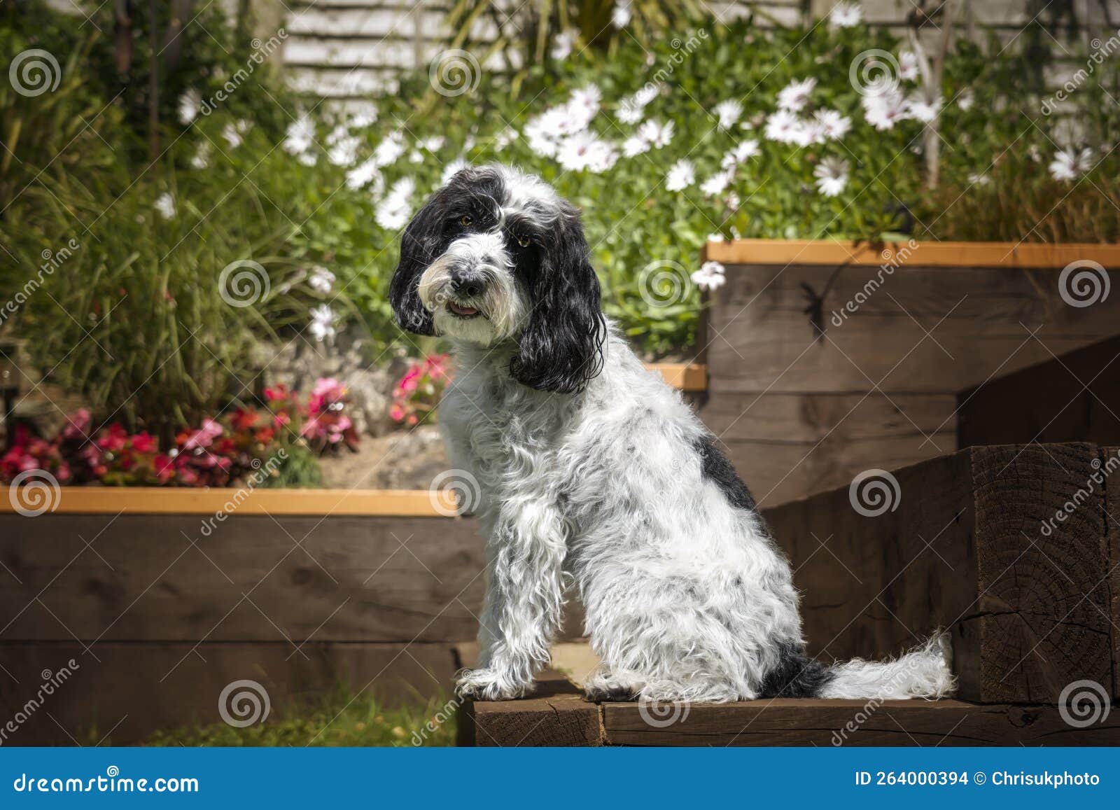Black and White Cockapoo Sitting Down in Her Garden with a Head Tilt ...