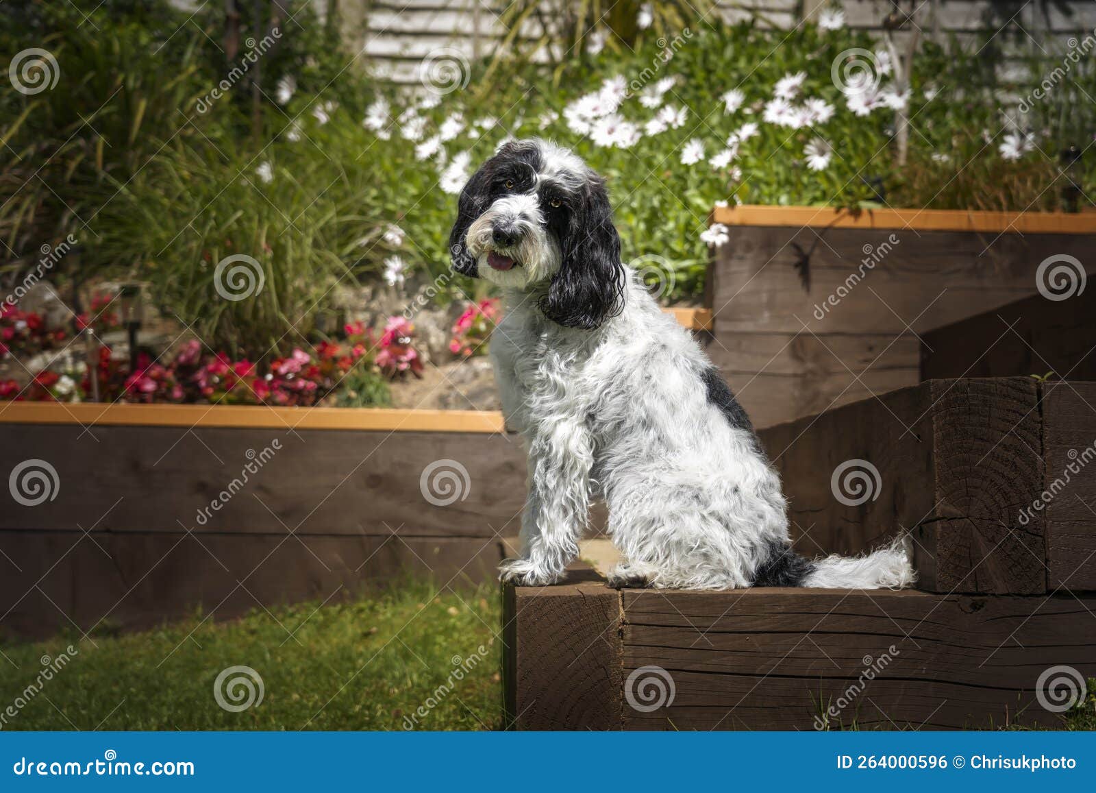 Black and White Cockapoo Sitting Down in Her Garden with a Head Tilt ...