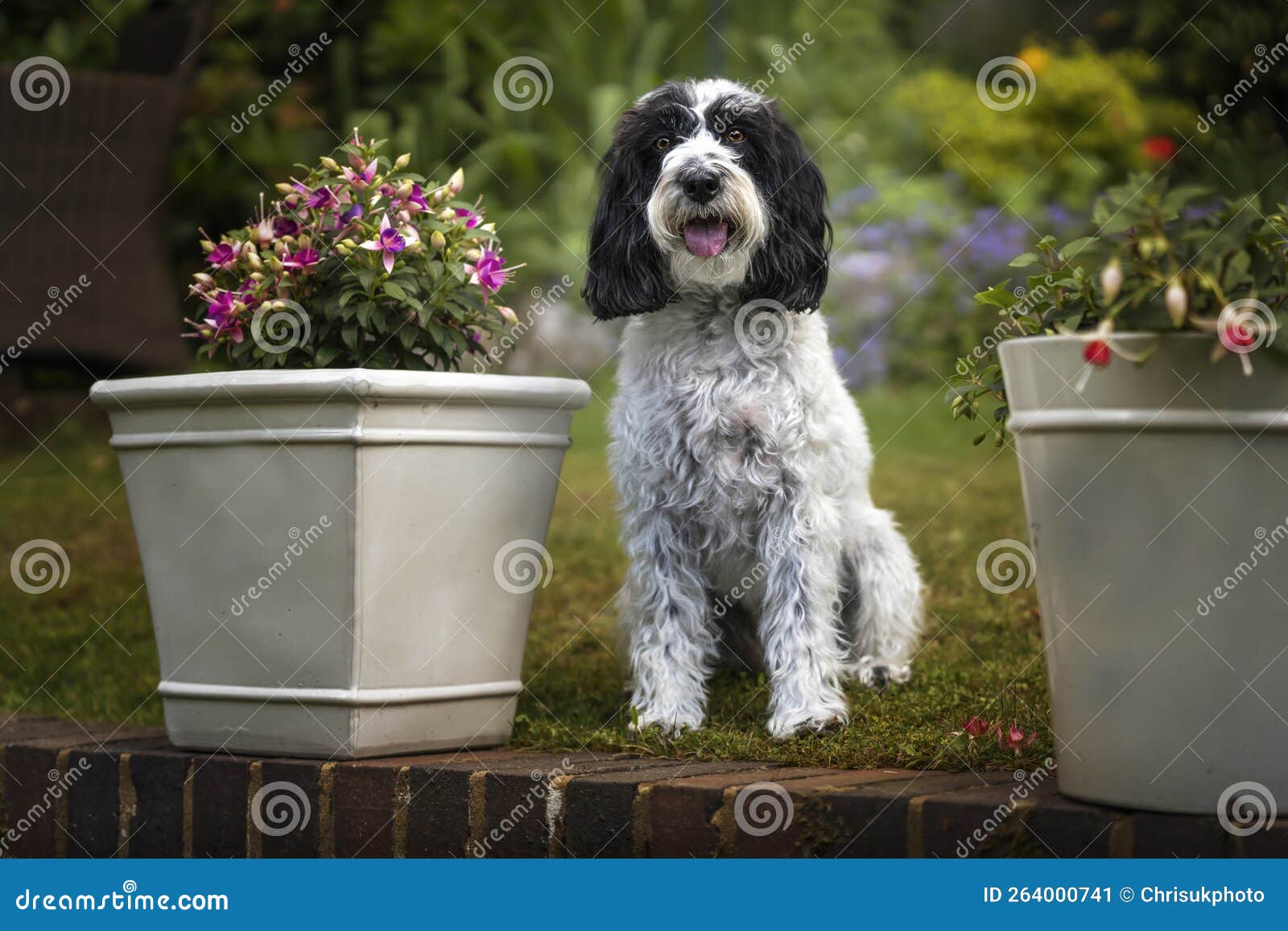 Black and White Cockapoo Sitting Down in Her Garden with a Head Tilt ...