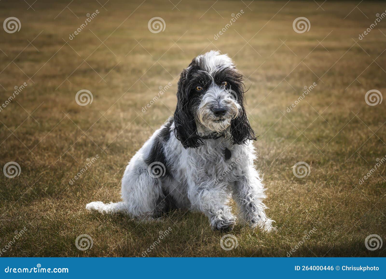Black and White Cockapoo Sitting in a Field Stock Photo - Image of ...