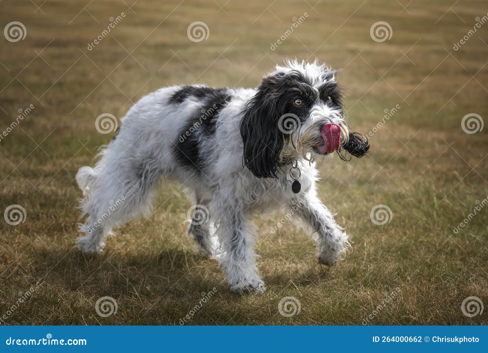 Black and White Cockapoo Walking in a Field with Her Tongue Out Stock ...